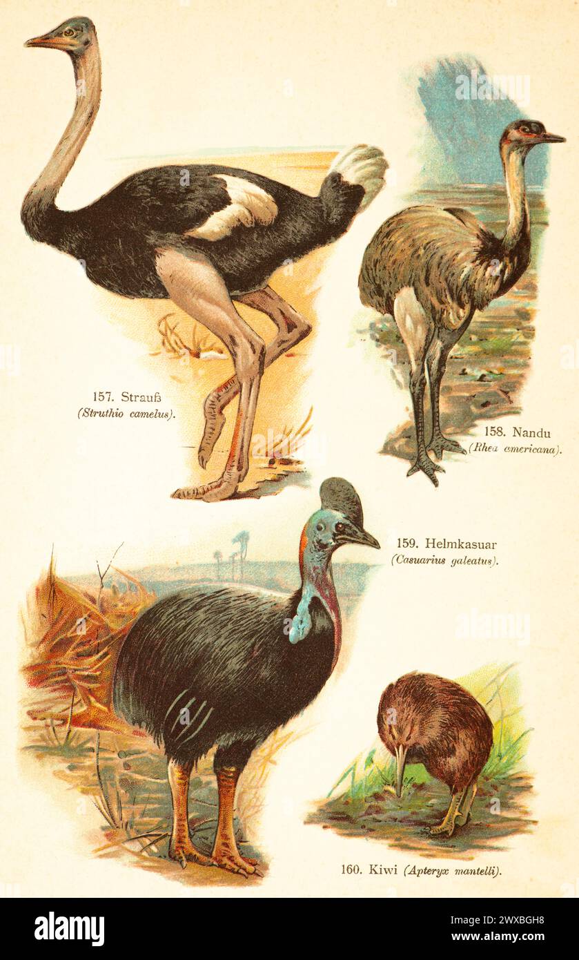 African ostrich (Struthio camelus), Nandu (Rhea americana), double-wattled cassowary (Casuarius ...
