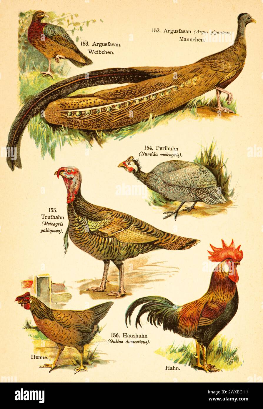 Domestic guineafowl hi-res stock photography and images - Alamy