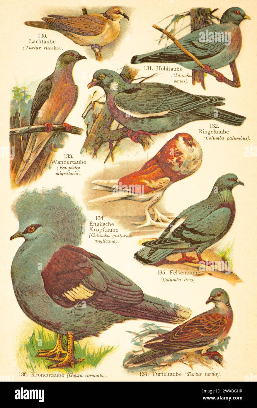 Streptopelia turtur illustration hi-res stock photography and images ...
