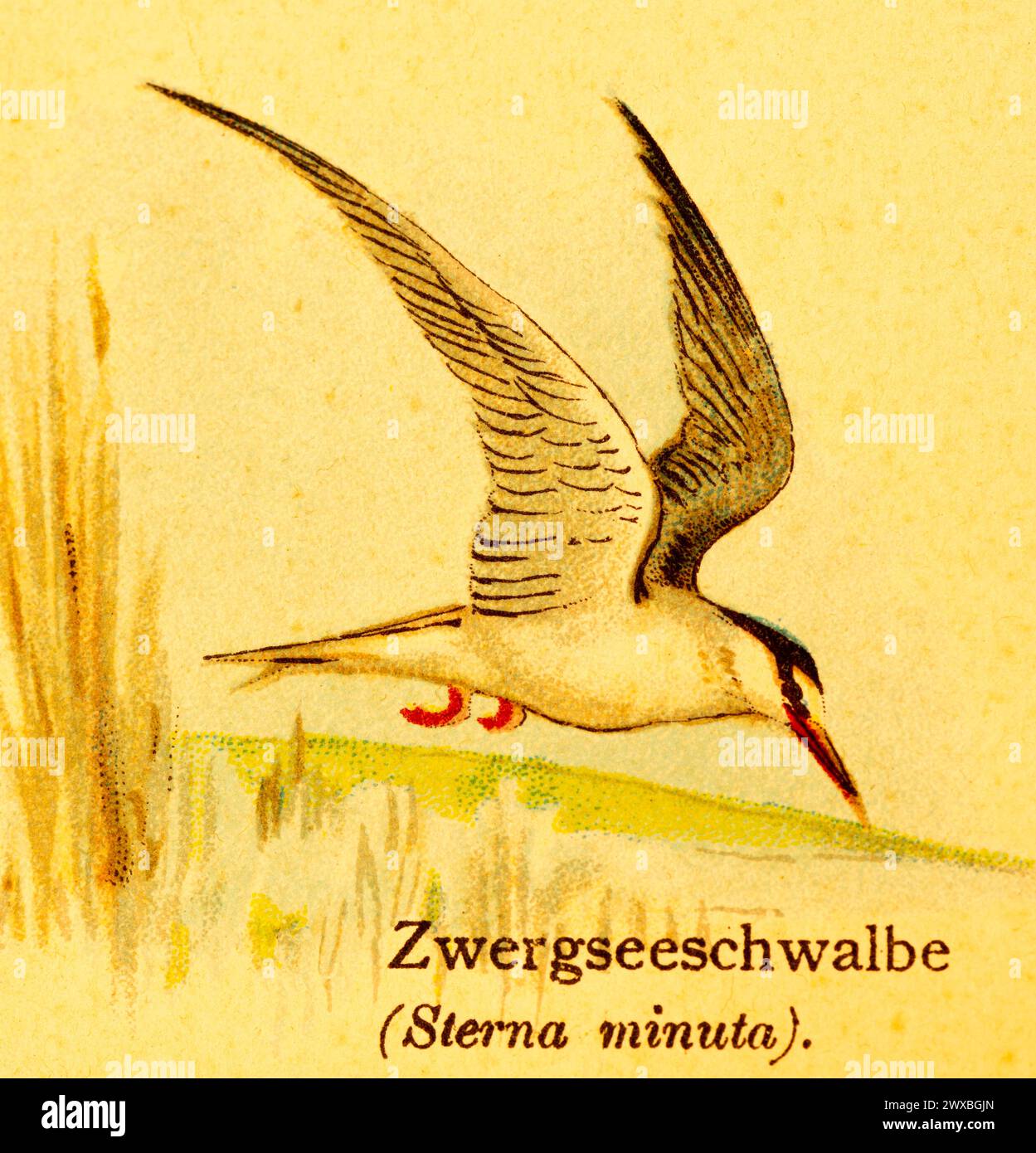 Little tern (Sternula albifrons) in flight, habitat, water, lakeshore ...