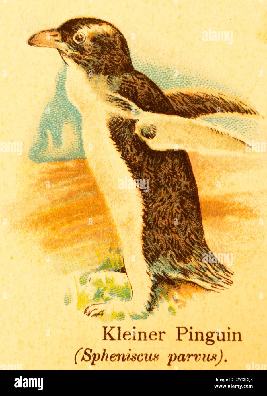 Historic seabird illustration hi-res stock photography and images - Alamy