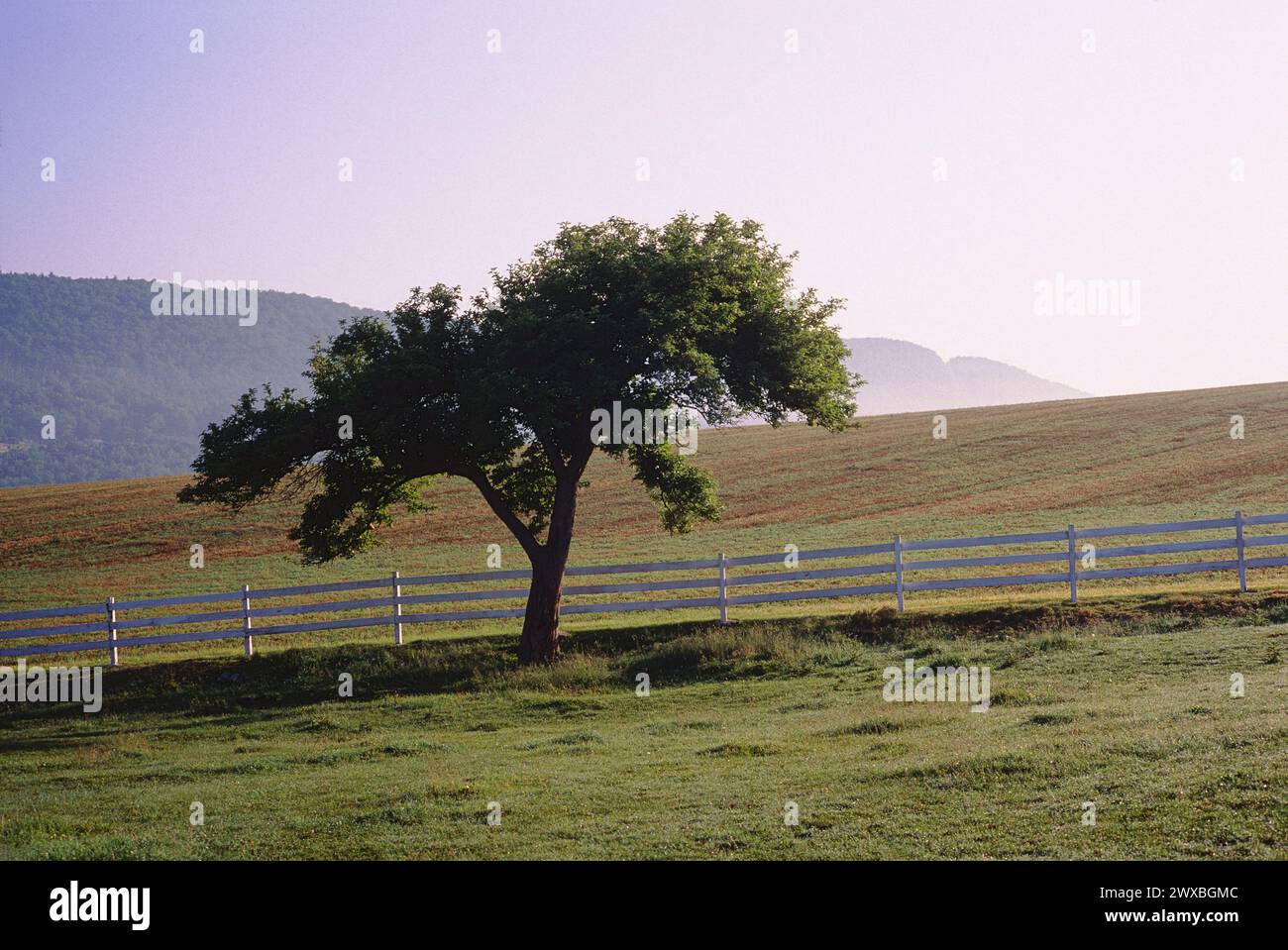 Single tree along fence line; Lonely Spot dairy farm; Bellefonte ...