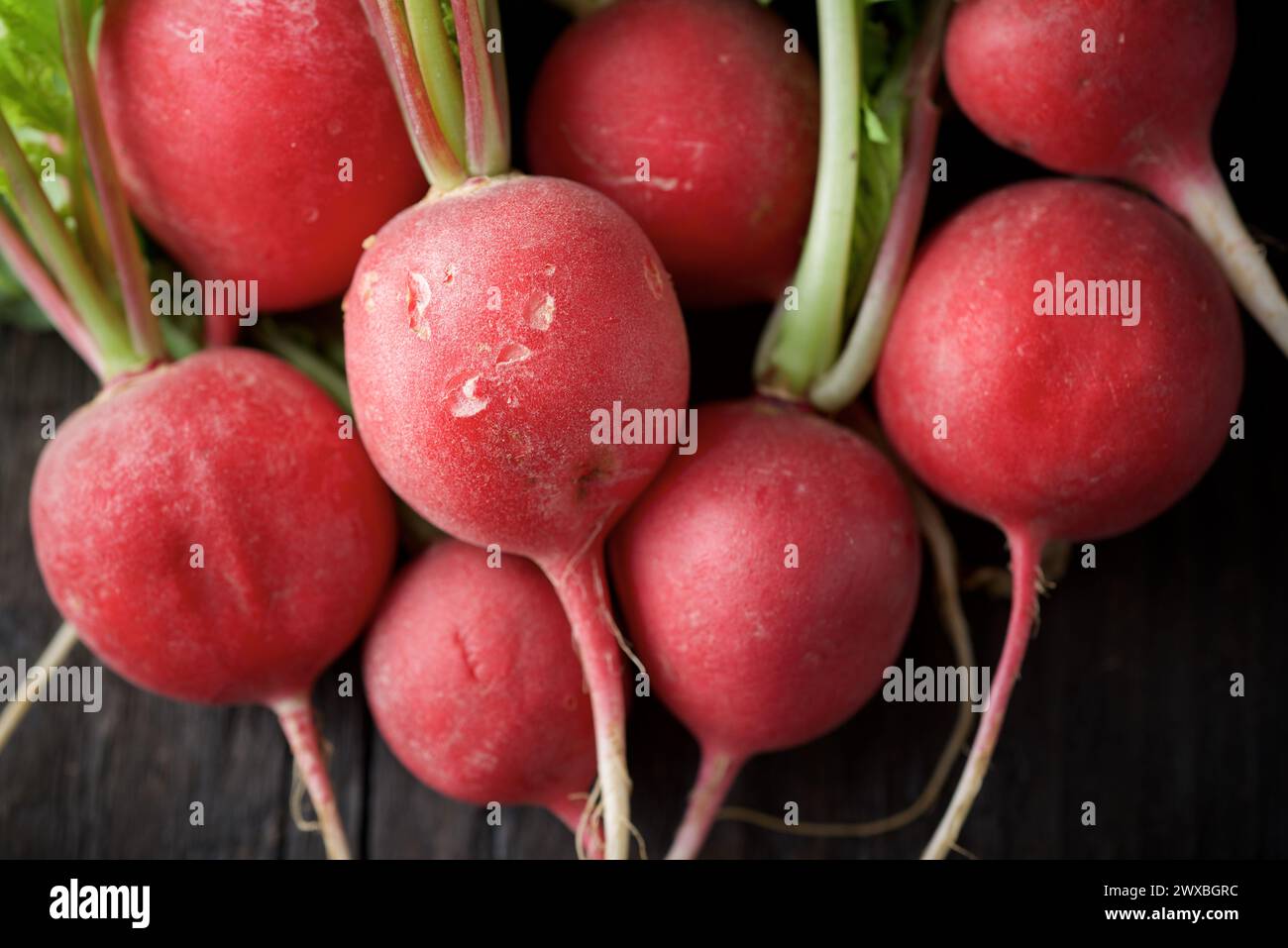 Close up of some red radishes freshly picked on a wood table Stock ...