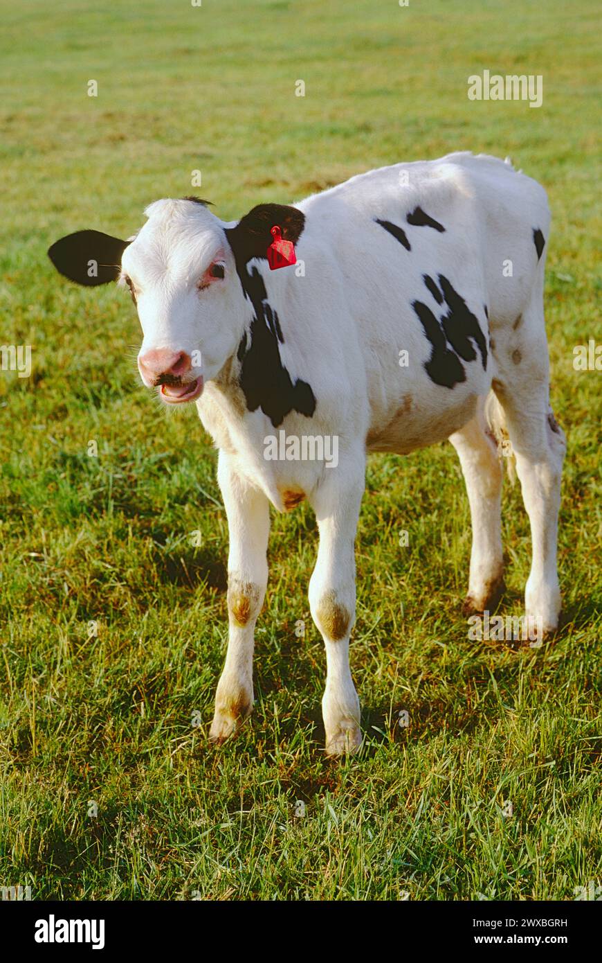 Dairy calf in pasture; Valley Wide dairy farm; Bellefonte; Pennsylvania ...