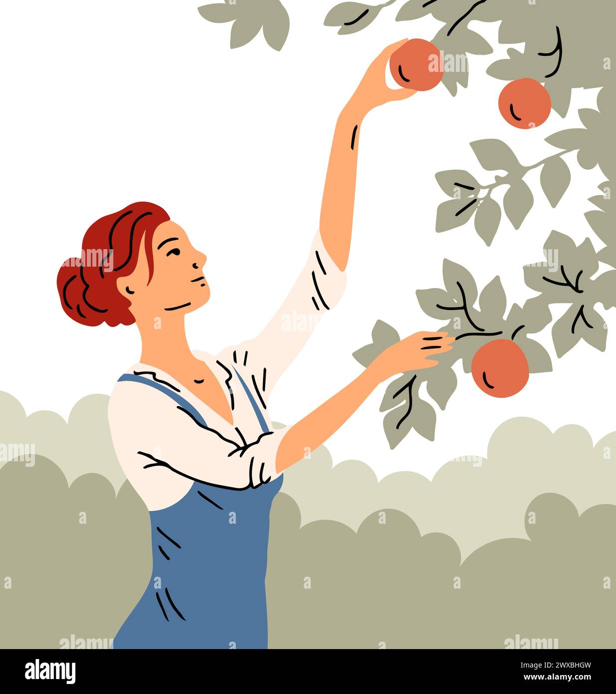 Woman is harvesting apples Stock Vector Image & Art - Alamy