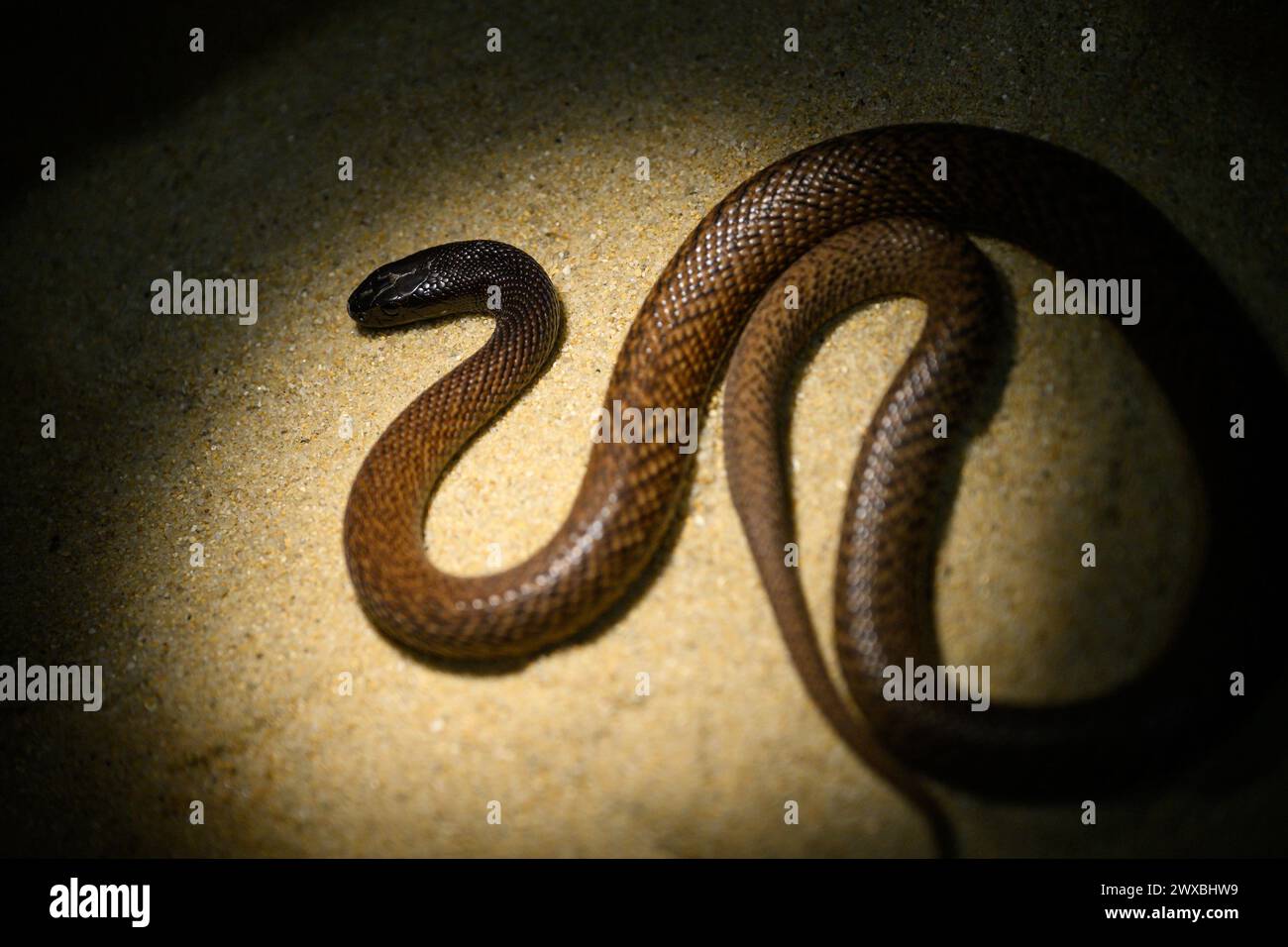Zagreb, Croatia. 29th Mar, 2024. The inland taipan (Oxyuranus ...