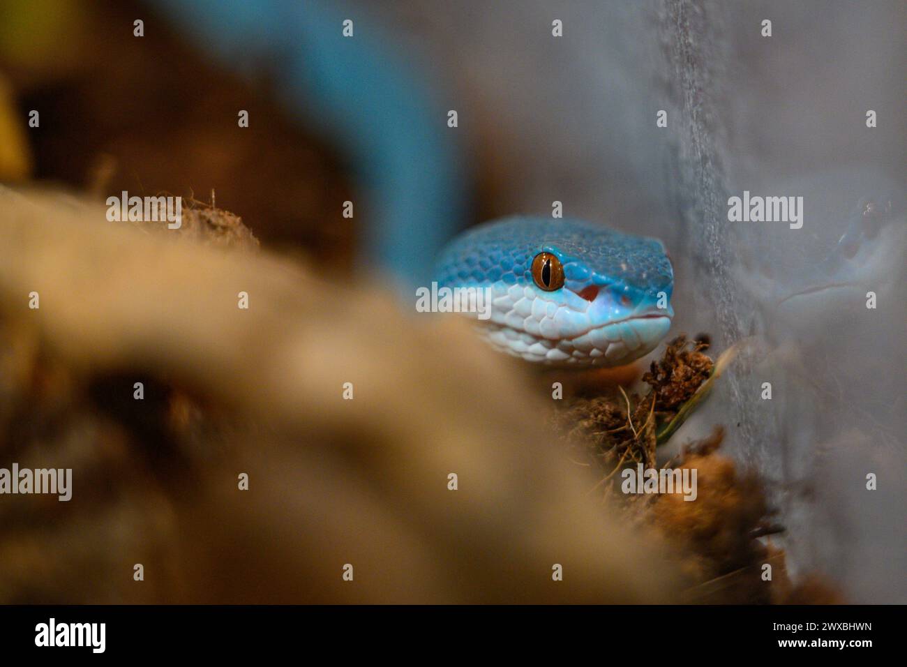 Indonesian pit viper hi-res stock photography and images - Alamy