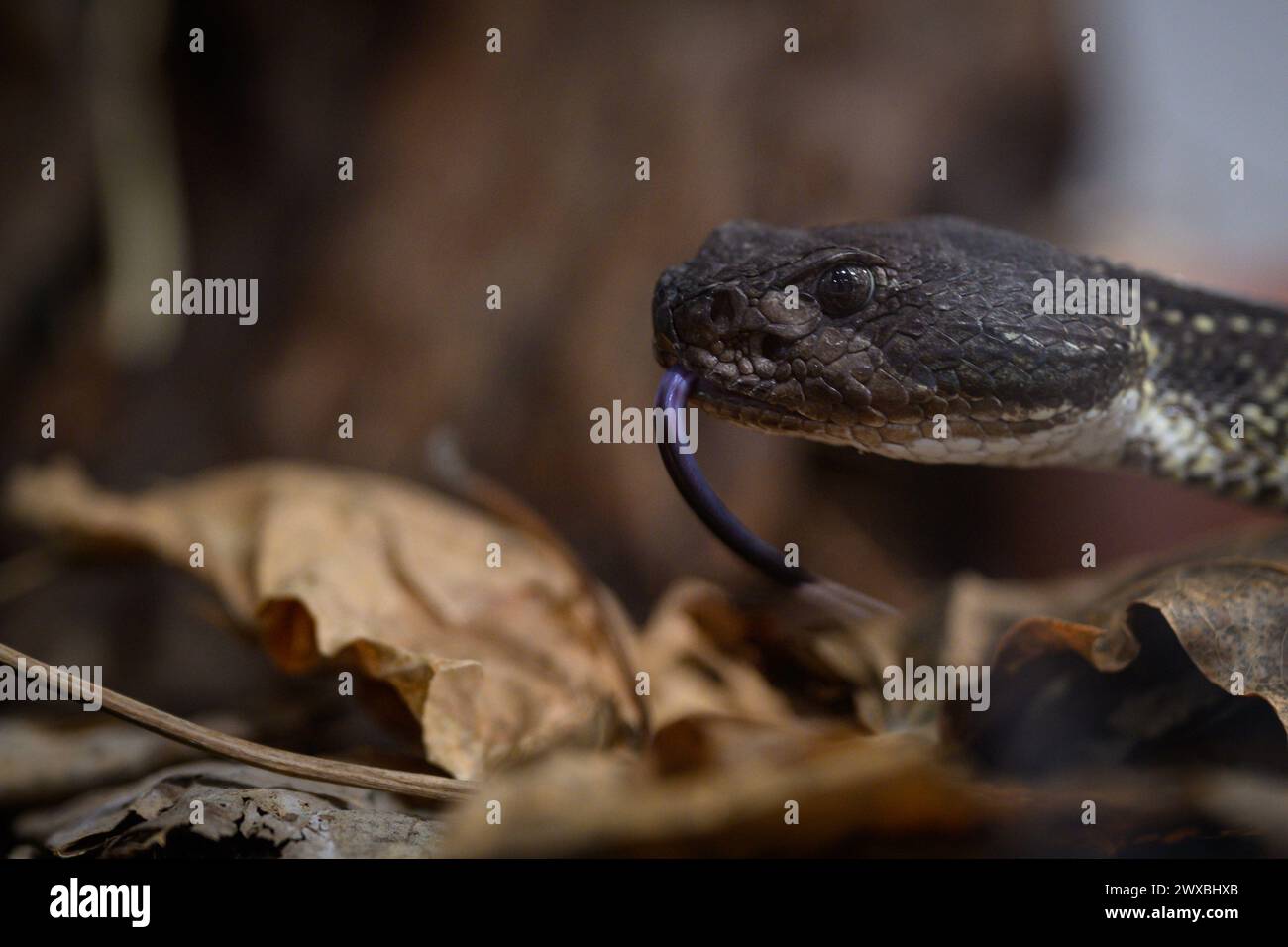 Zagreb, Croatia. 29th Mar, 2024. Black-tailed rattlesnake is seen at ...