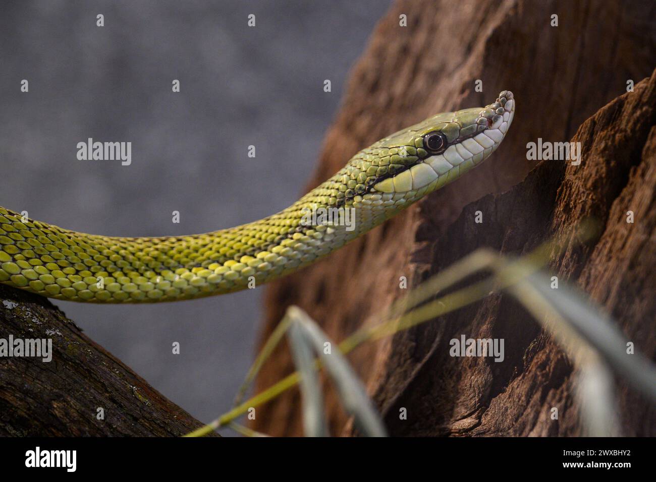 Barons green racer snake hi-res stock photography and images - Alamy