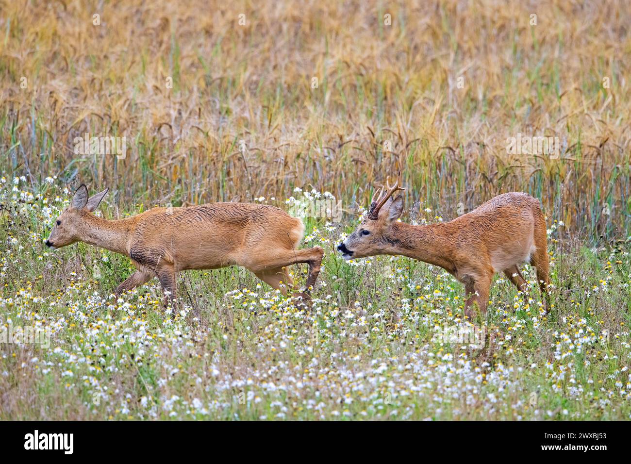 Deer in rut hi-res stock photography and images - Alamy