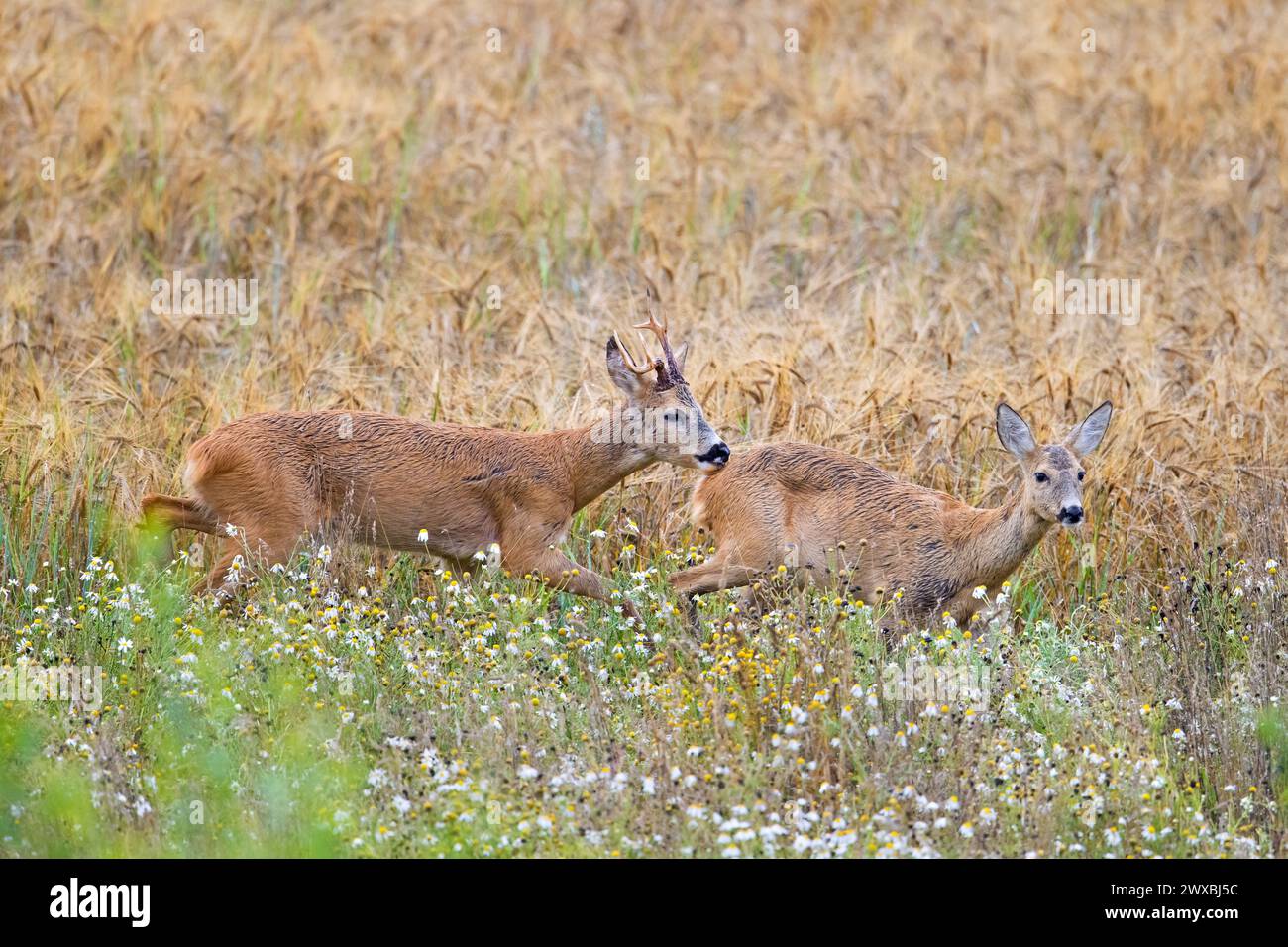 European roe deer (Capreolus capreolus) buck chasing doe in heat before ...