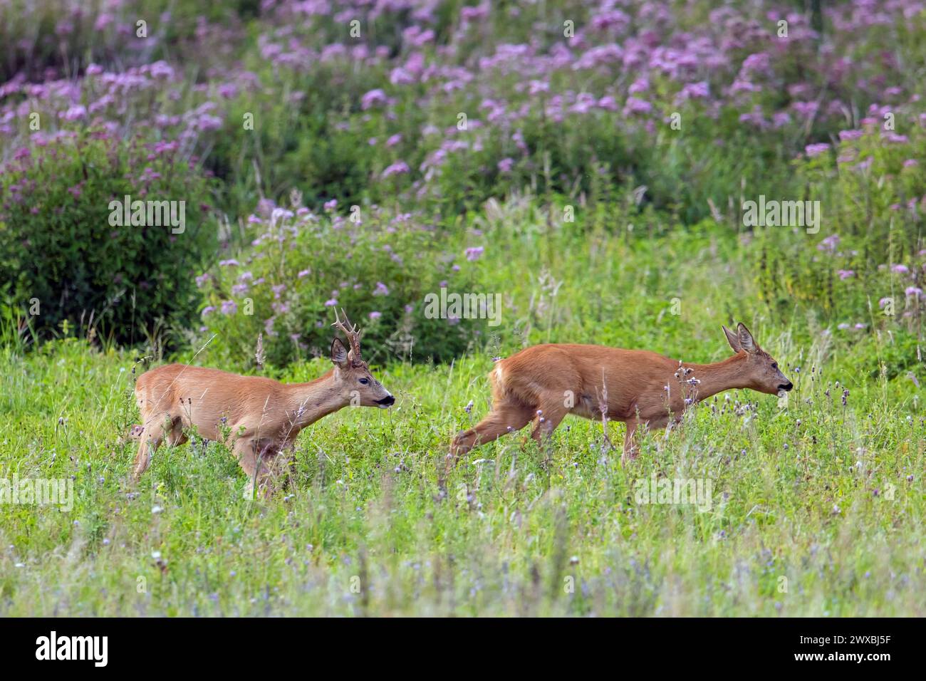 European roe deer (Capreolus capreolus) buck chasing doe in heat before ...
