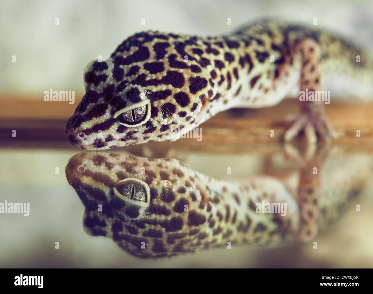 Cute geckos hi-res stock photography and images - Alamy