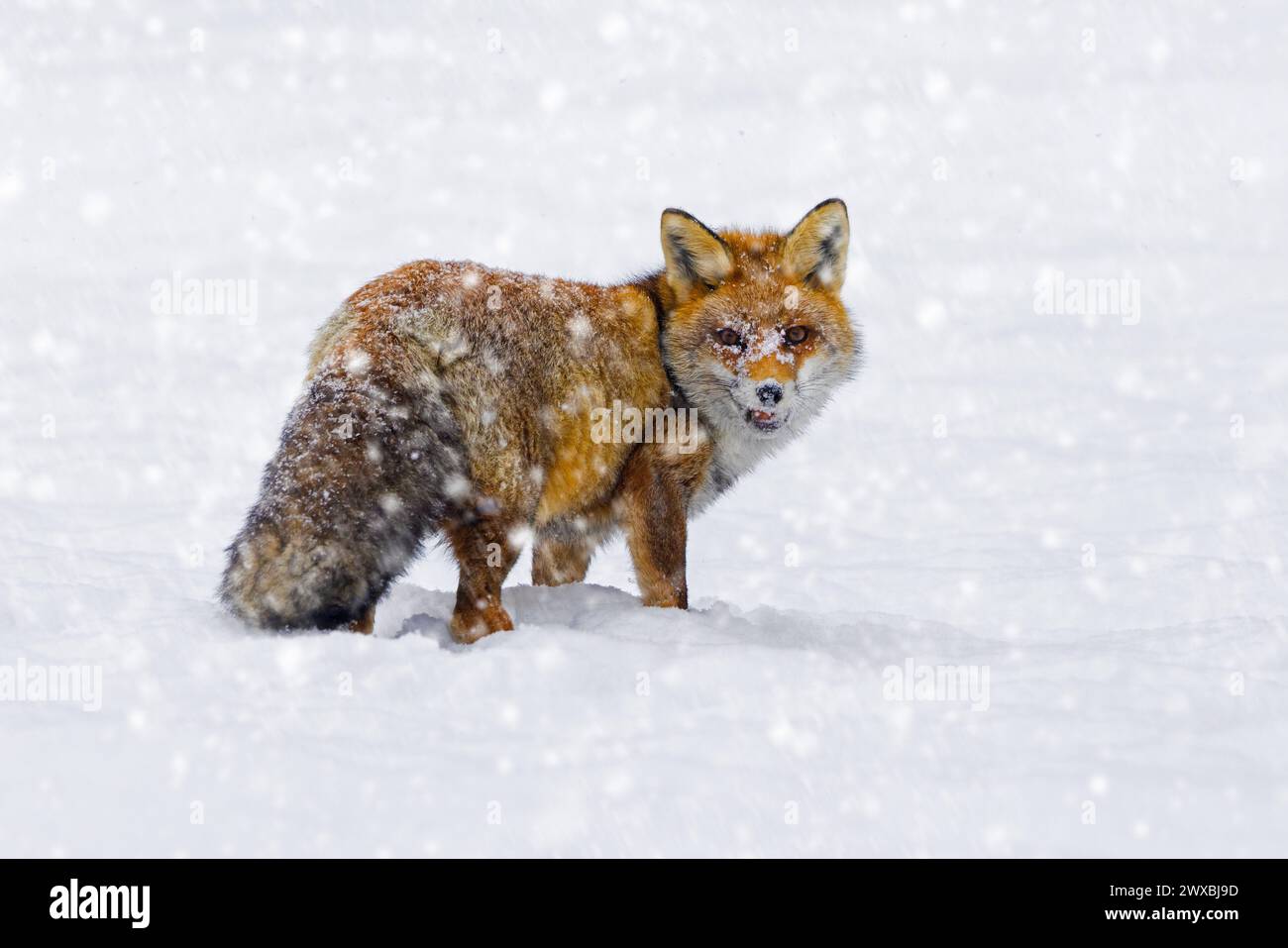 Red fox snow snowfall hi-res stock photography and images - Alamy