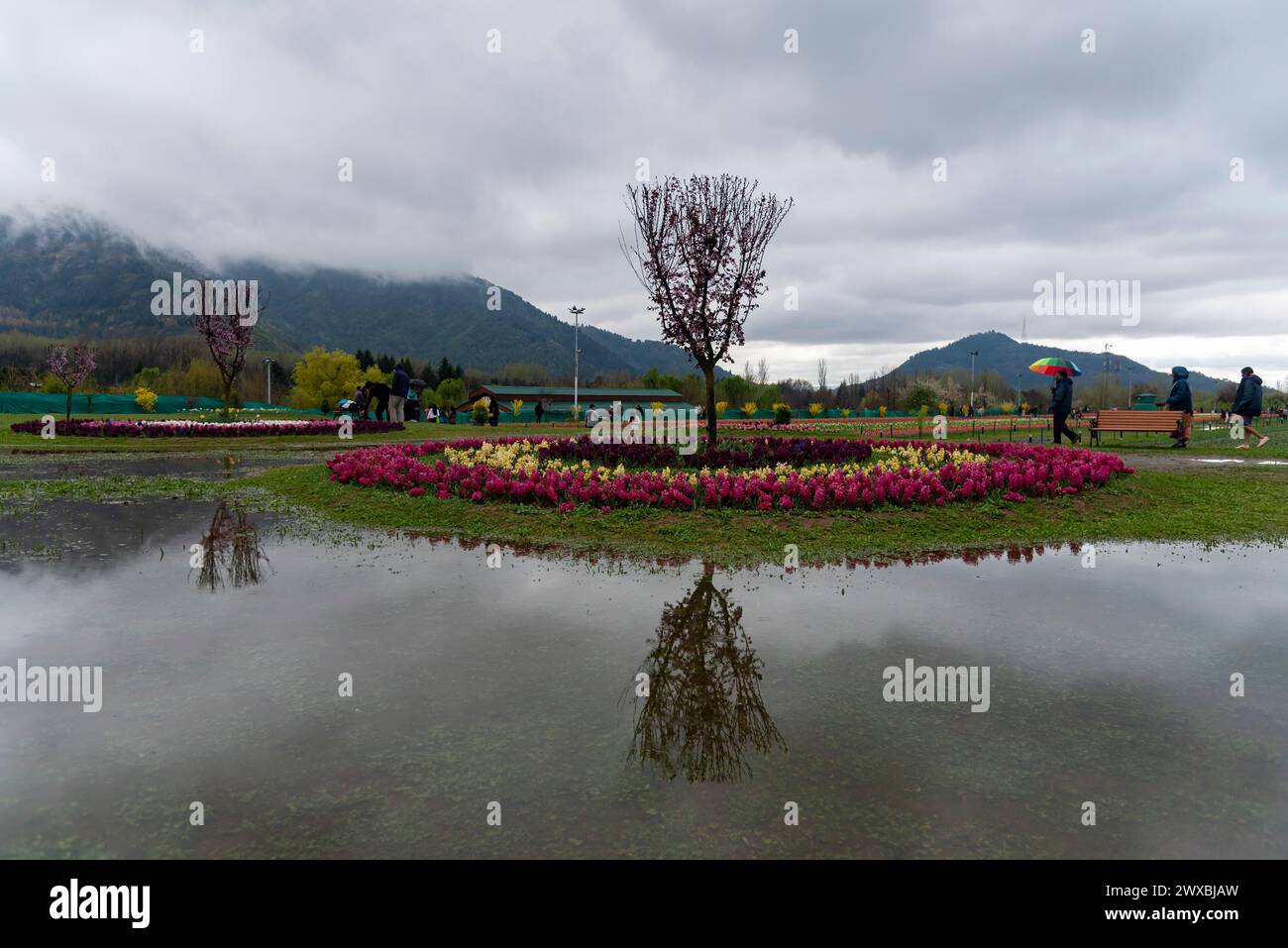 Hyacinth flowers are in bloom during a rainy spring evening at the ...