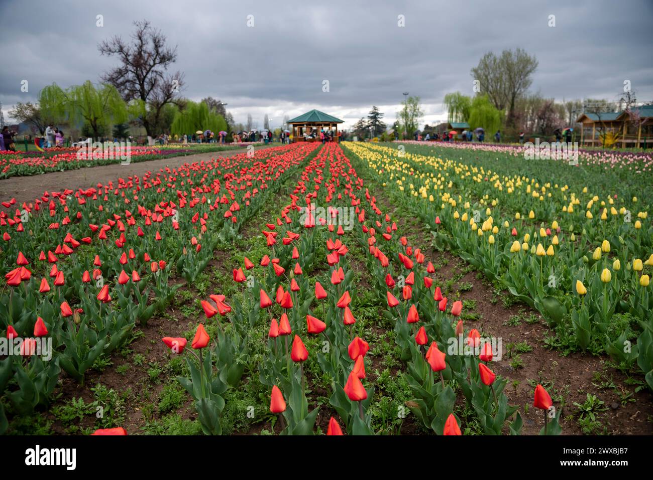A general view of the blooming tulip flowers during a rainy spring ...