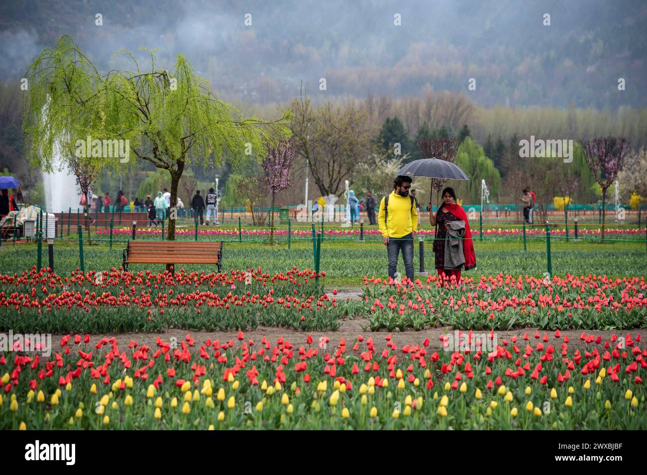 A tourist couple is seen past tulip flower beds in bloom during a rainy ...