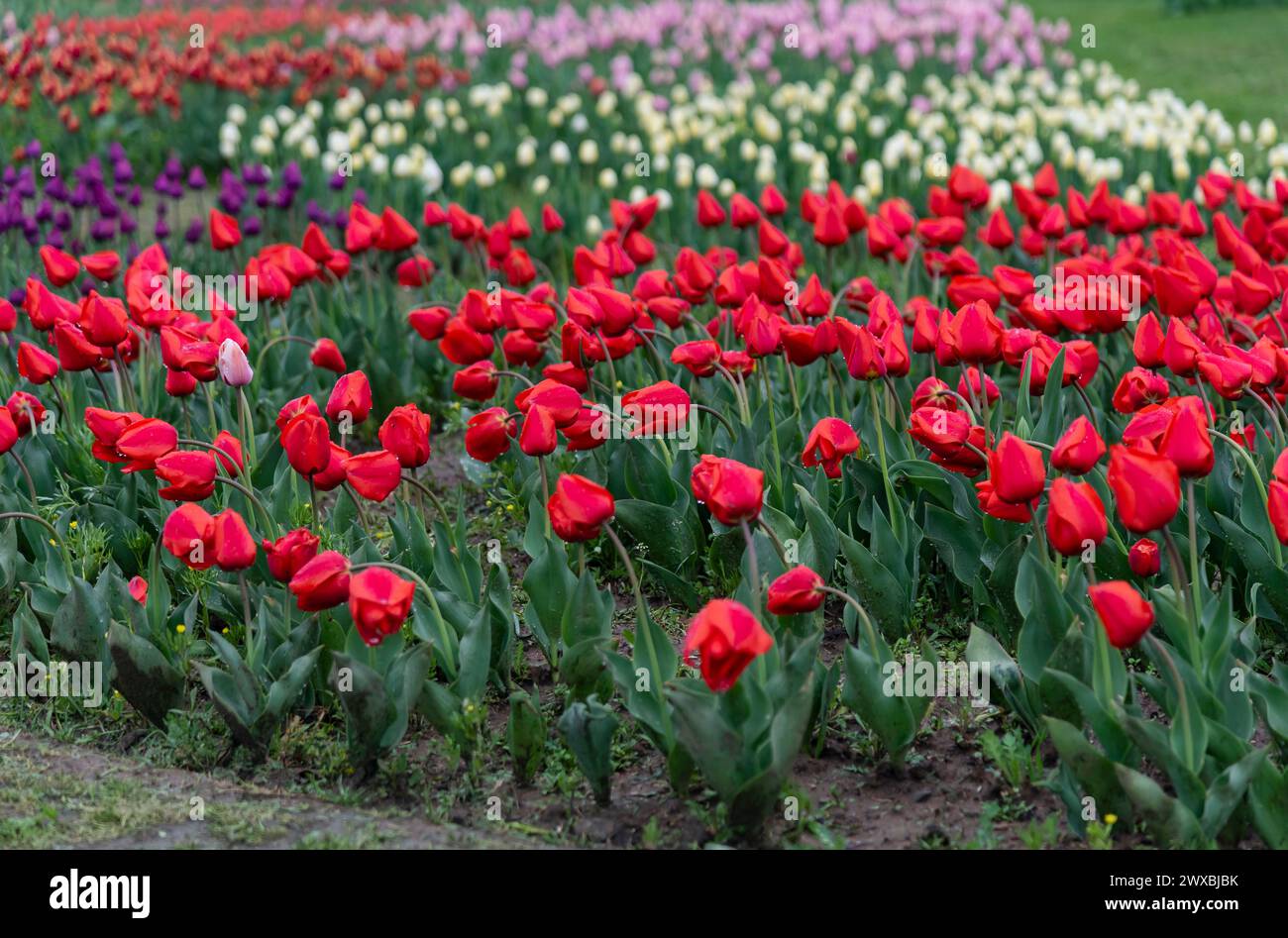 A view of Tulip flowers in bloom during a rainy spring evening at the ...