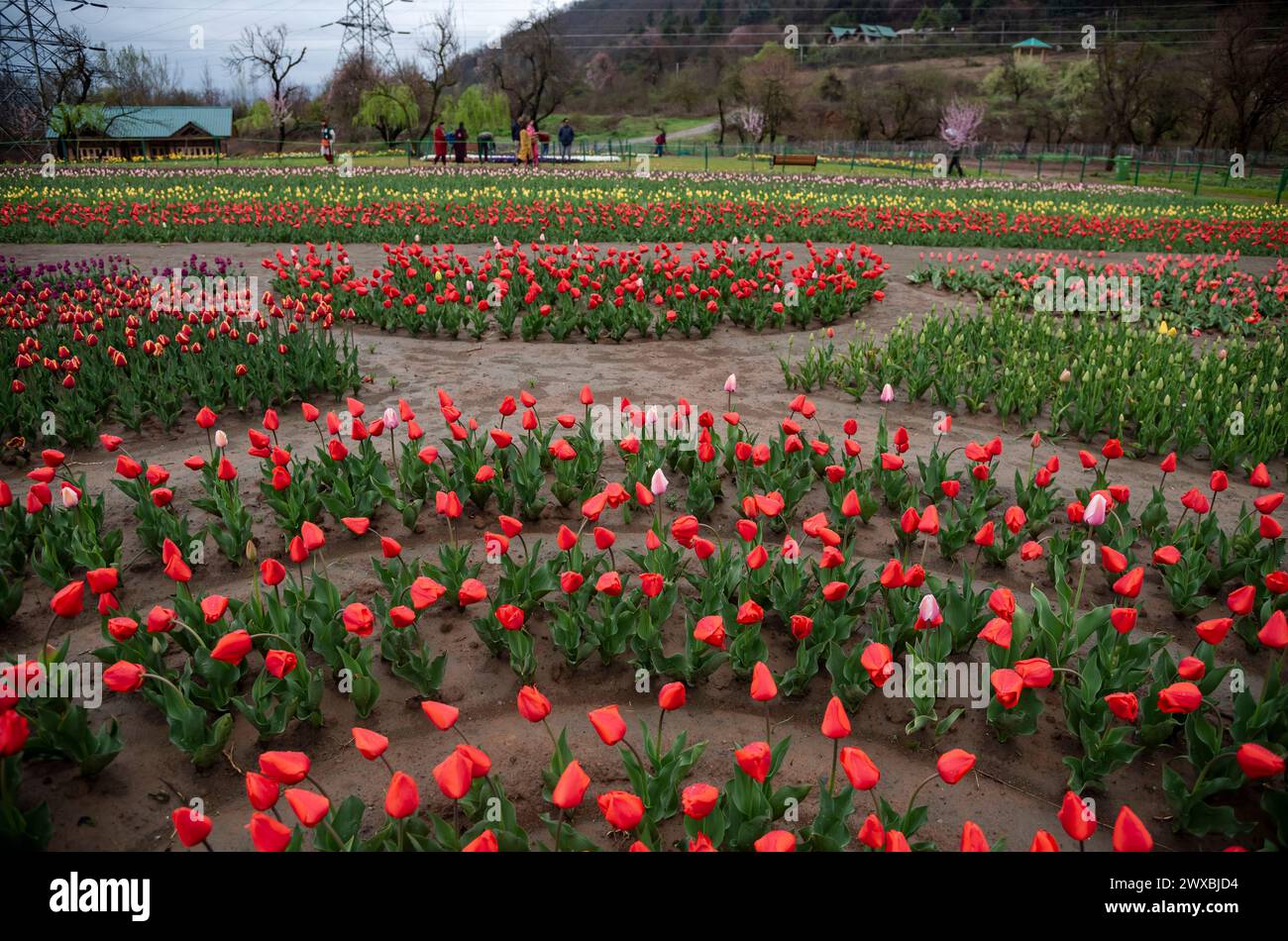 A view of Tulip flower beds in bloom during a rainy spring evening at ...
