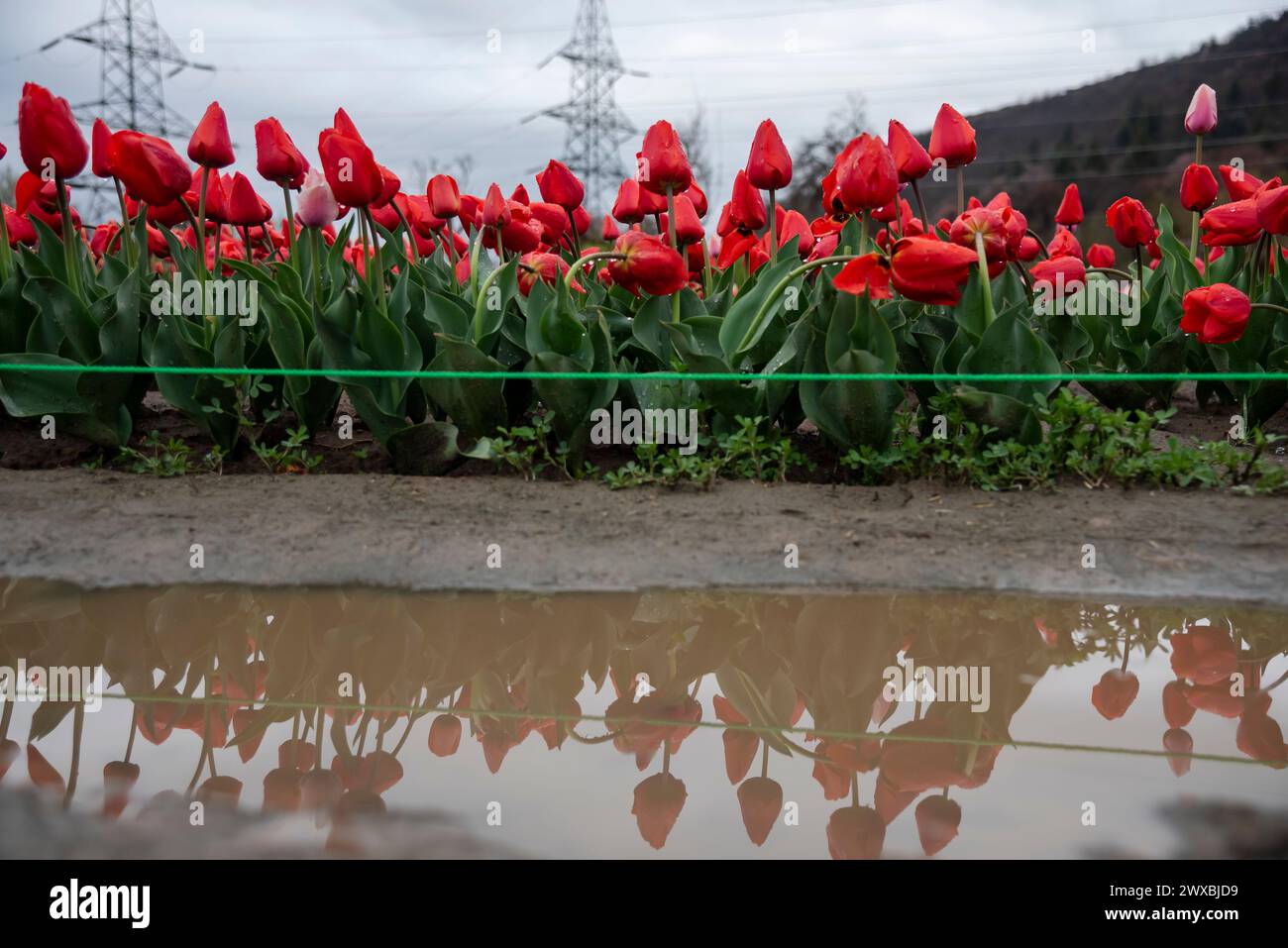 A view of Tulip flowers in bloom during a rainy spring evening at the ...