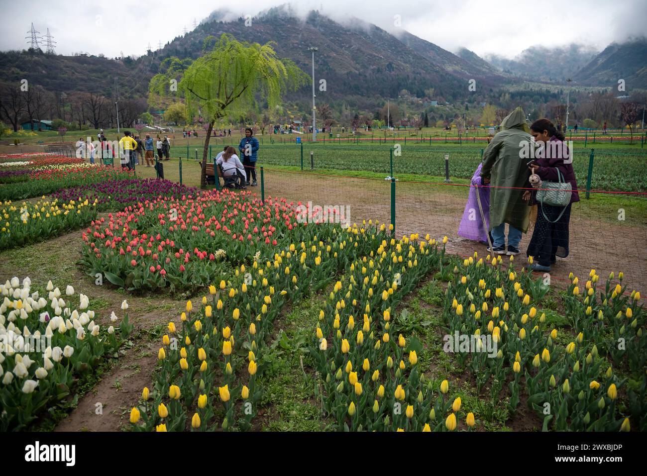 Tourist walk past tulip flowers in bloom during a rainy spring evening ...