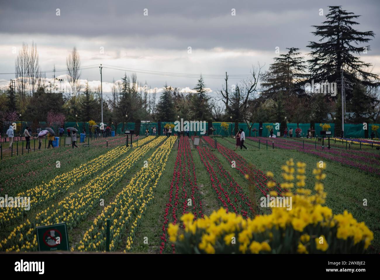 A general view of the partial bloom of tulip flowers during a rainy ...