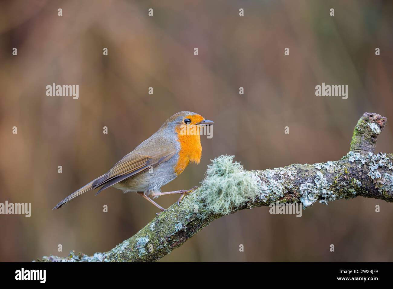 Robin puffed out chest hi-res stock photography and images - Alamy