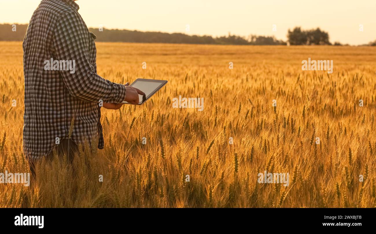Businessman is on a field of ripe wheat and is holding a Tablet ...