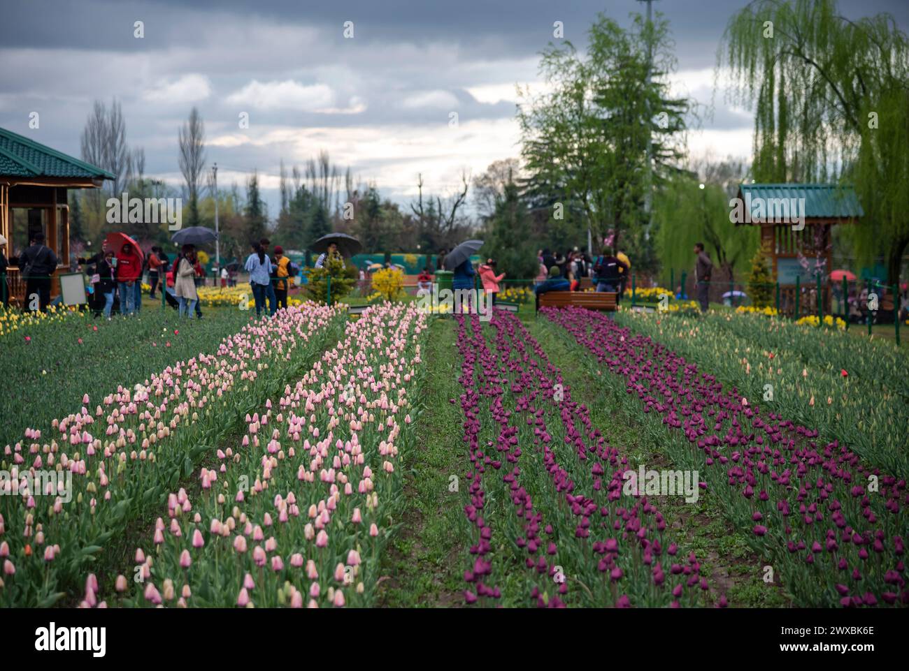 Srinagar, India. 29th Mar, 2024. A general view of the blooming tulip ...