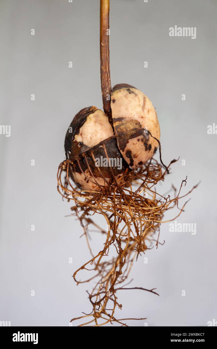 Avocado (Persea americana) core with roots against white background ...