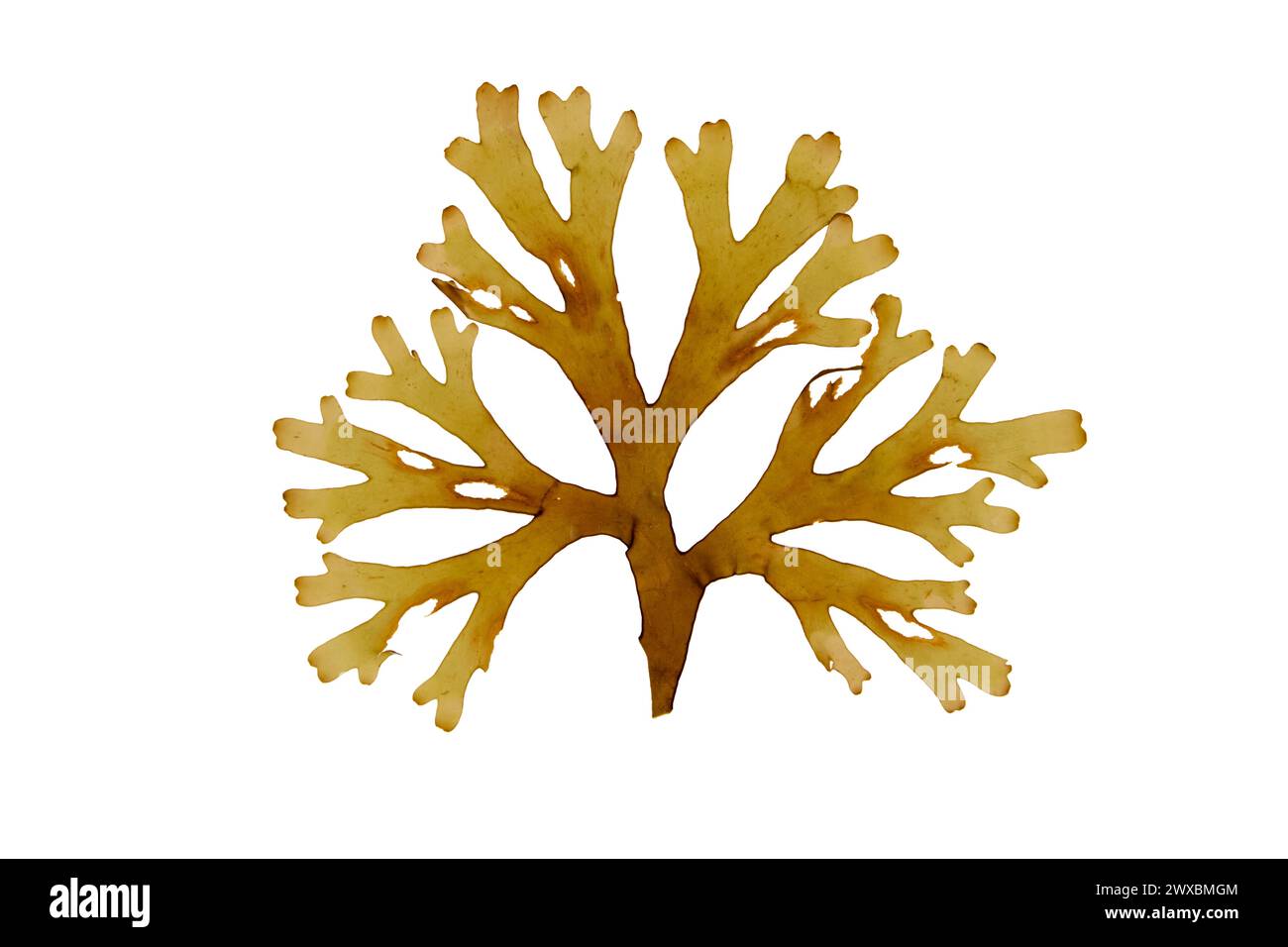 Dictyota dichotoma or forkweed brown algae frond isolated on white ...