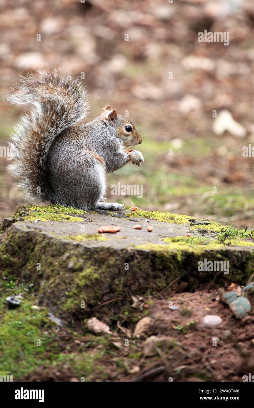 Calm squirrel hi-res stock photography and images - Alamy