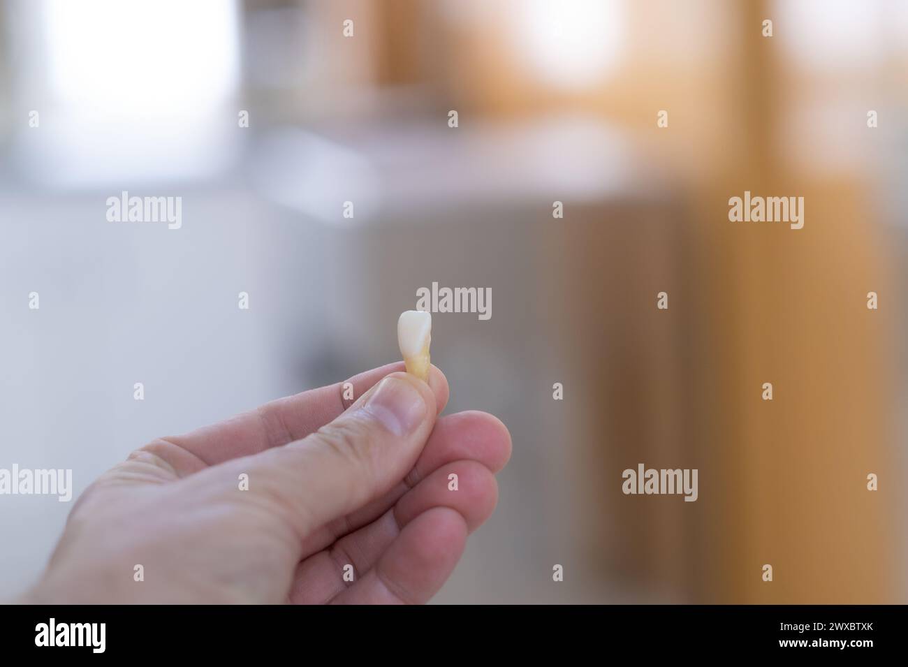 A hand holds an incisor tooth to work on a custom dental prosthesis ...