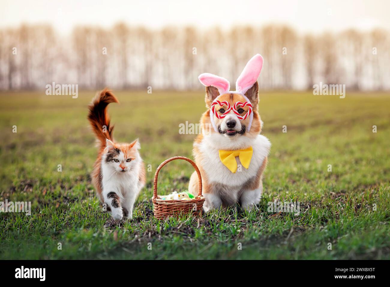 furry friends cat and corgi dog in Easter bunny ears with a basket of ...