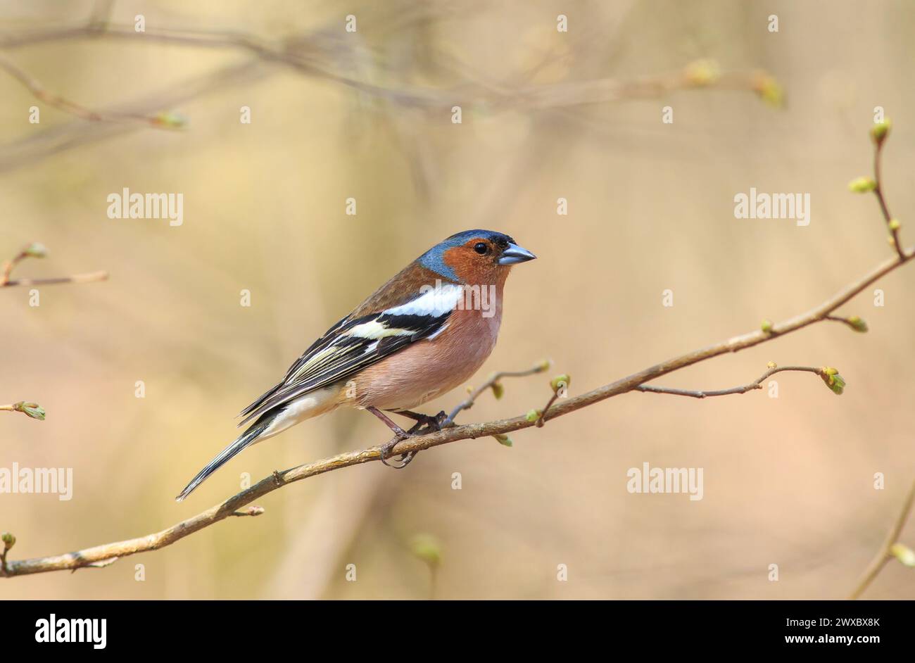 cute little bird sitting on a tree branch in a spring sunny garden ...