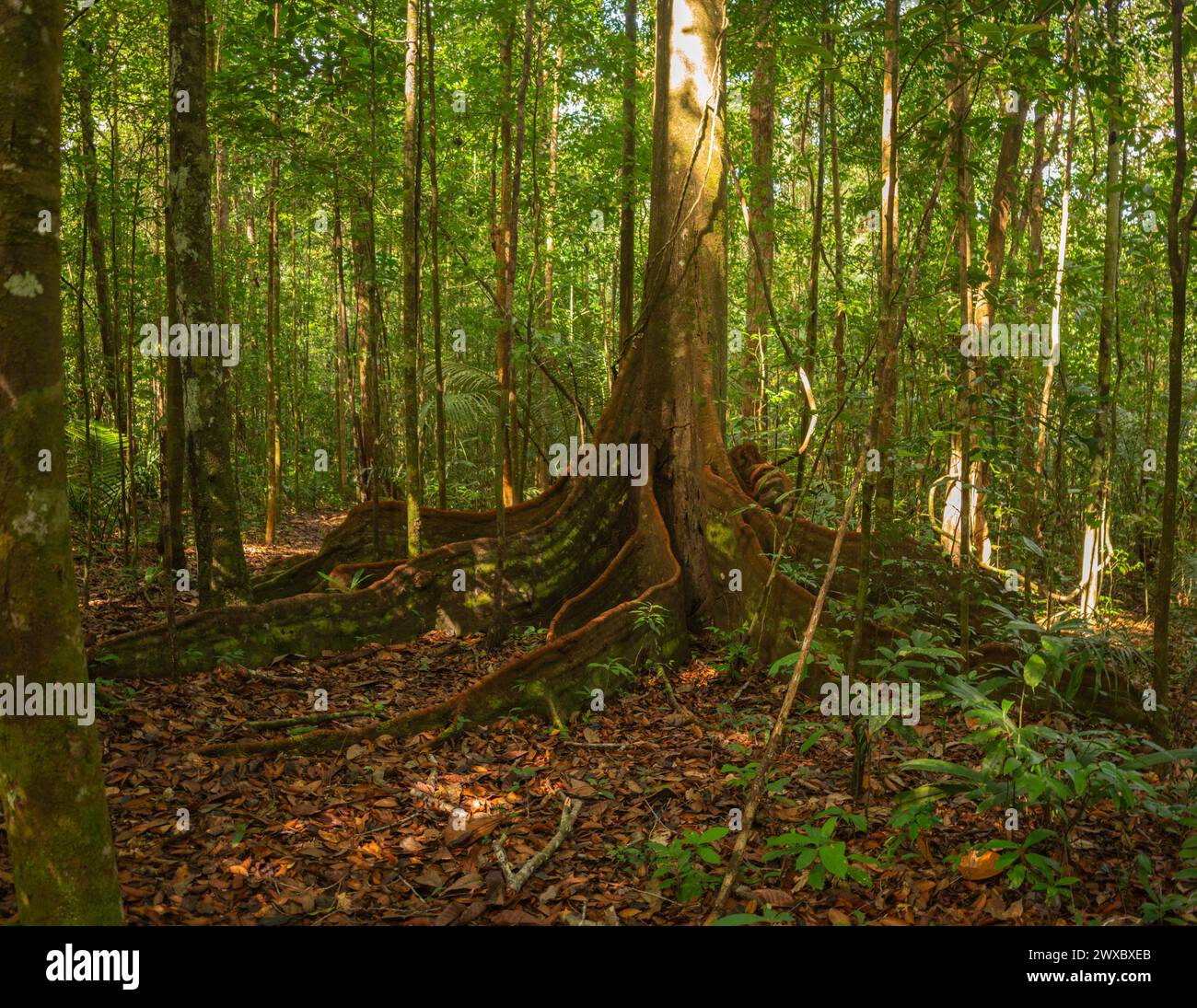 Tree in the rainforest with large roots Stock Photo - Alamy