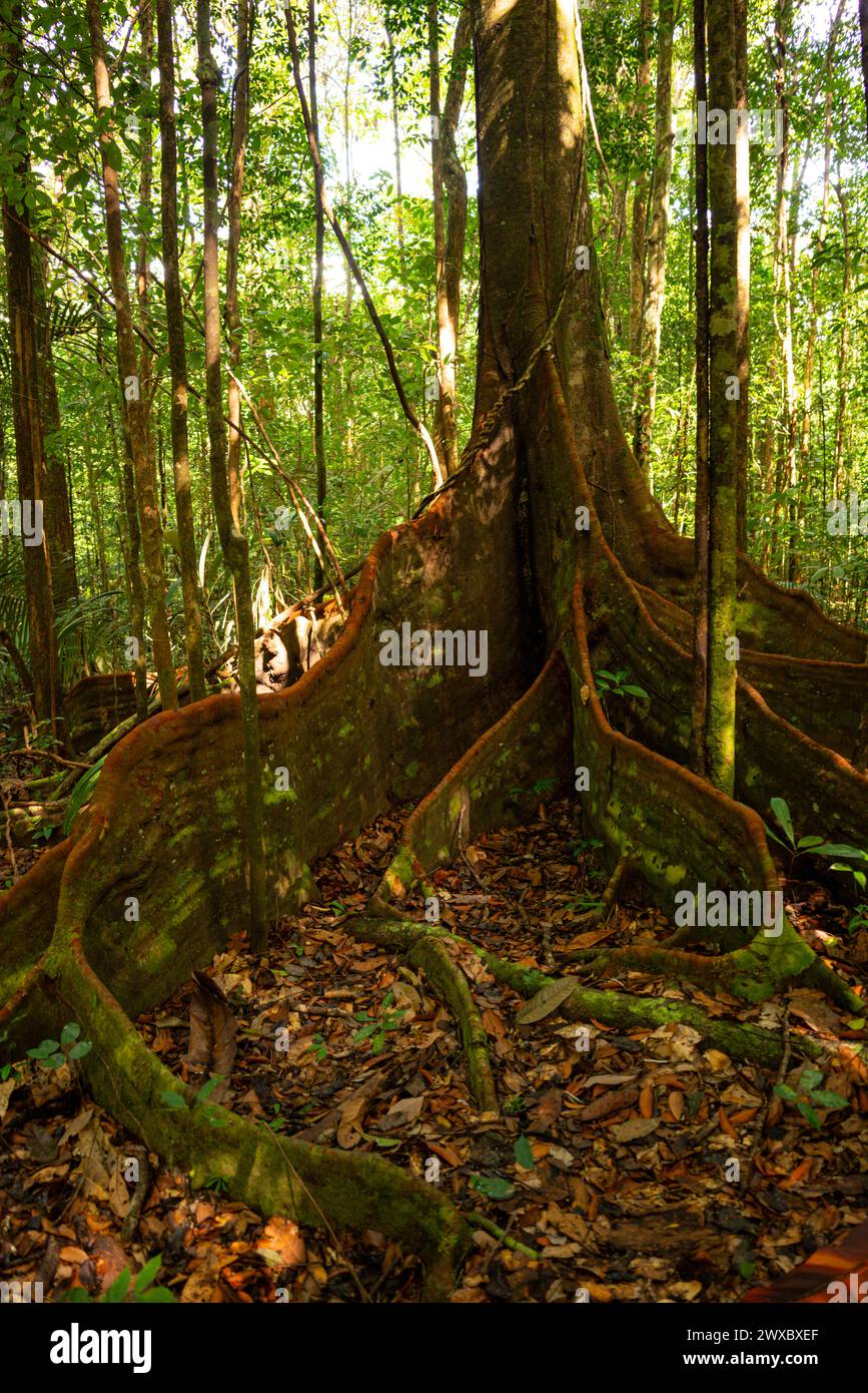 Tree in the rainforest with large roots Stock Photo - Alamy