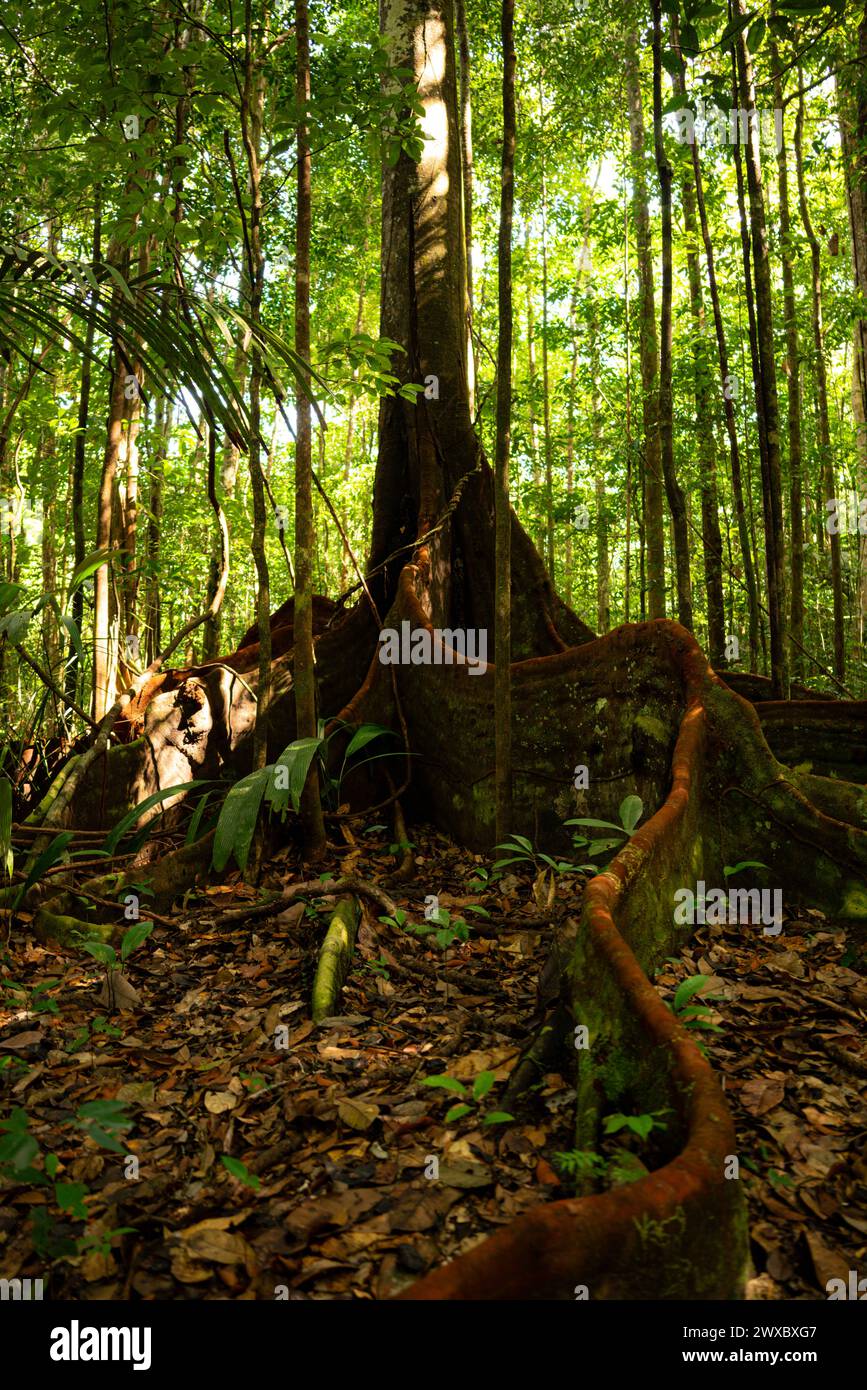 Tree in the rainforest with large roots Stock Photo - Alamy