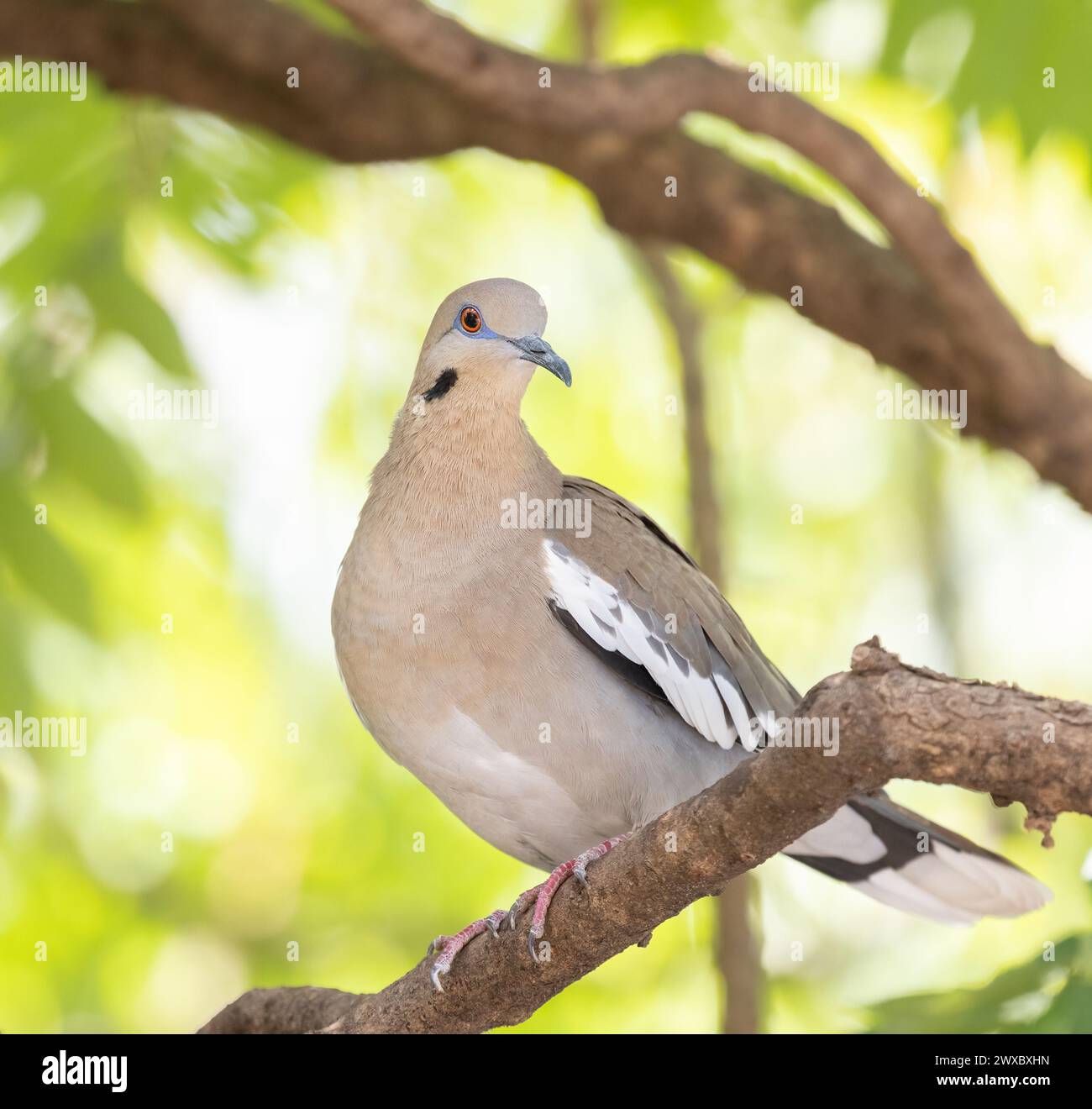 White winged dove on branch hi-res stock photography and images - Alamy