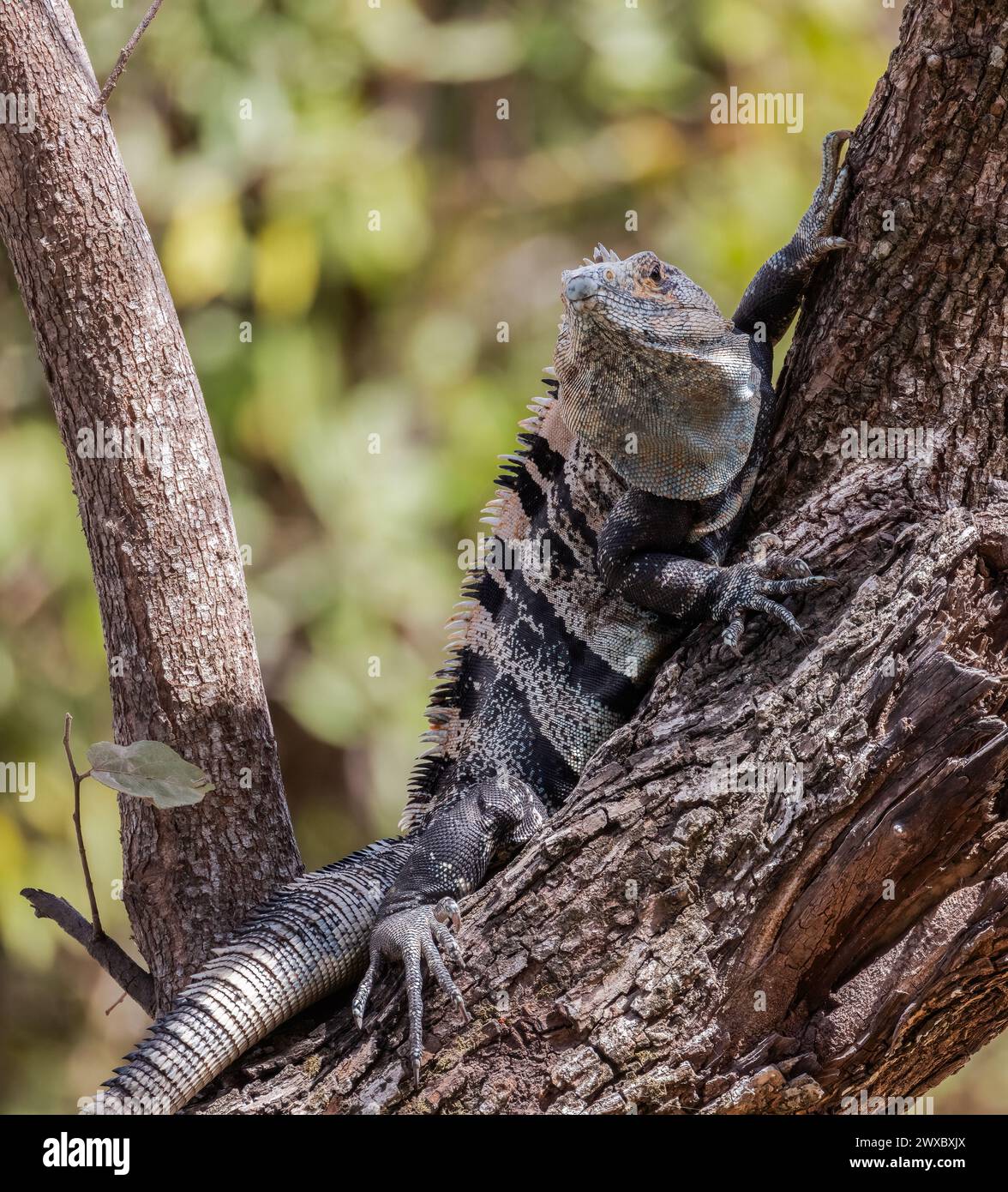 Closeup of a Black-spiny tailed Iguana on a tree Stock Photo - Alamy