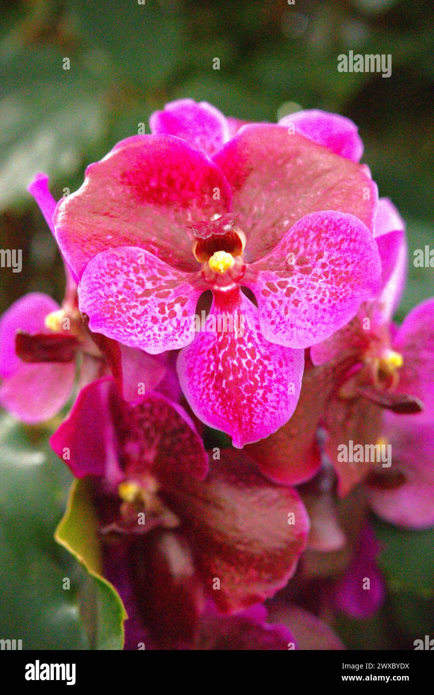 Orchadiceae hi-res stock photography and images - Alamy