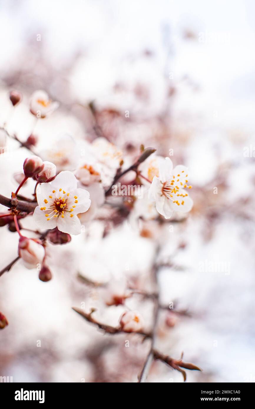 Apricot tree blossom. The beginning of flowering, the buds opened and ...