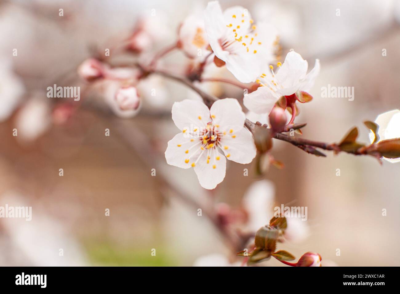 Apricot tree blossom. The beginning of flowering, the buds opened and ...