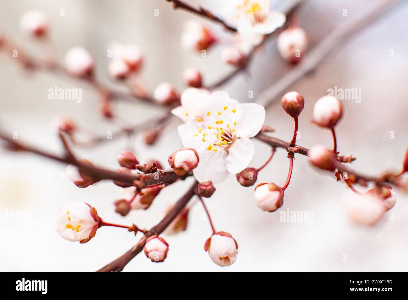 Apricot tree blossom. The beginning of flowering, the buds opened and ...