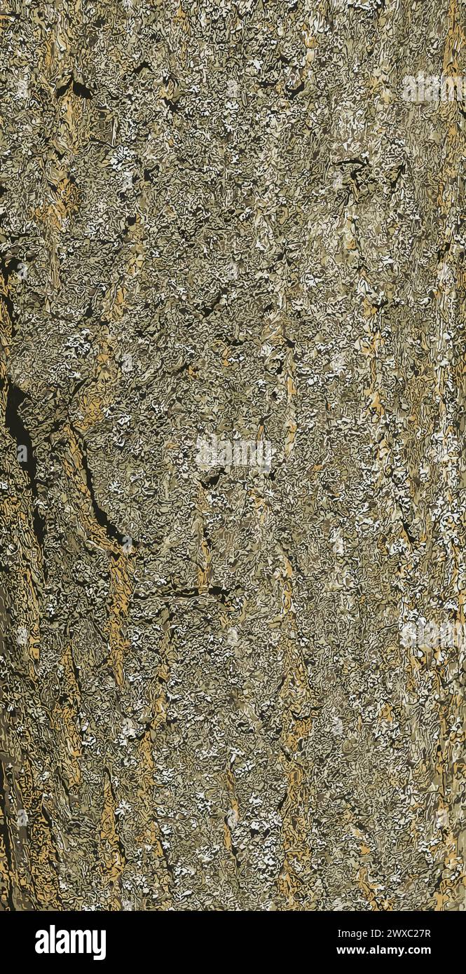 Vector illustration of the bark of the Golden Shower tree Koelreuteria ...