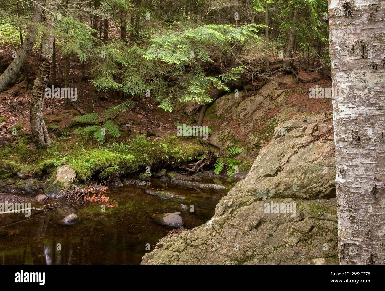 Kingston, New Brunswick, Canada. Forest Scene. Stream, Trees, Rock ...
