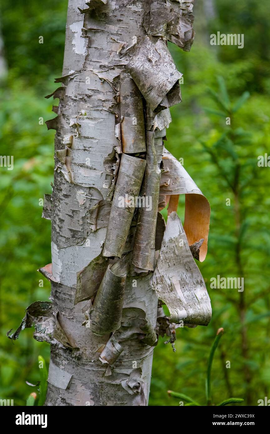 Birch bark hi-res stock photography and images - Alamy
