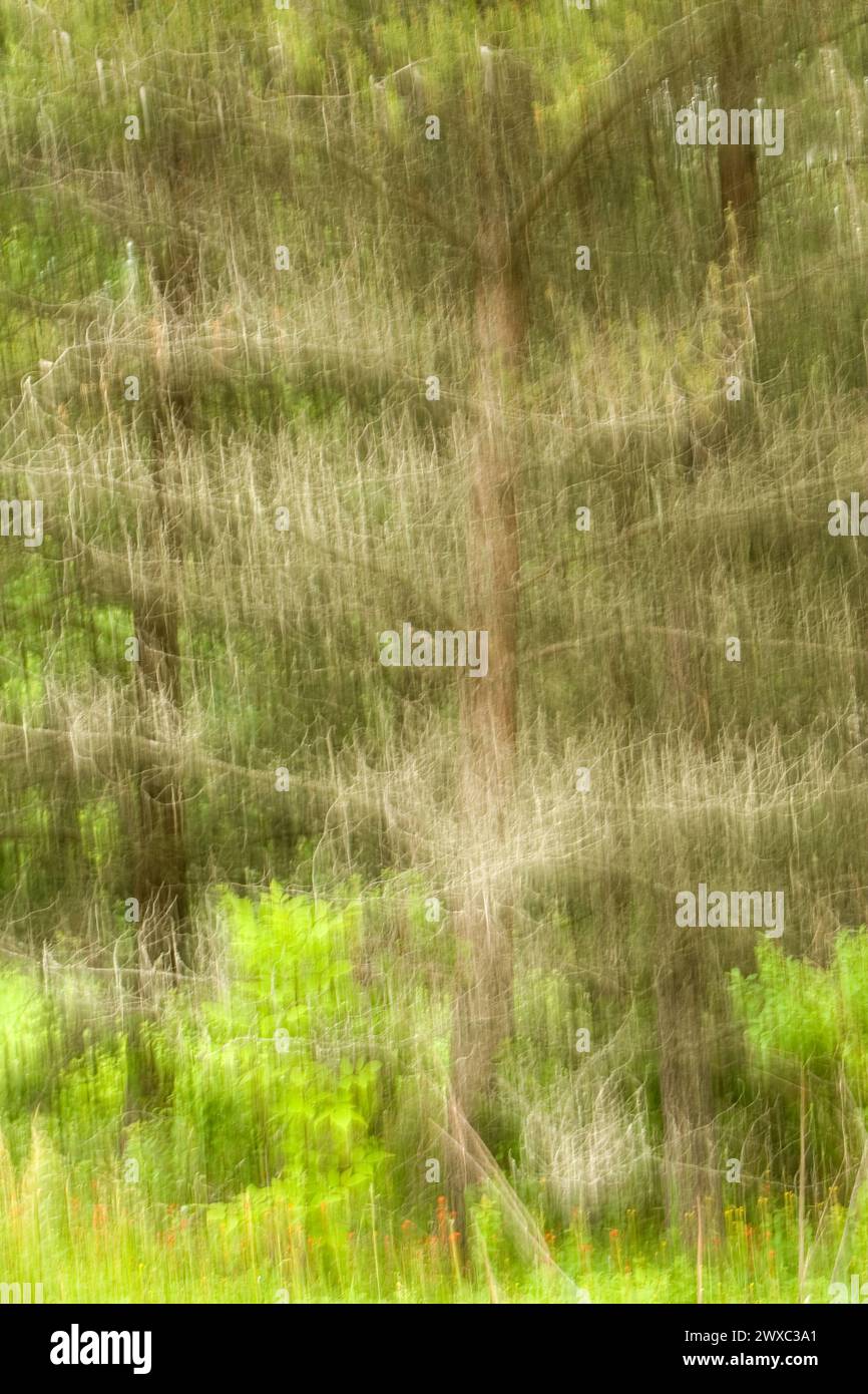 New brunswick tree canada hi-res stock photography and images - Alamy