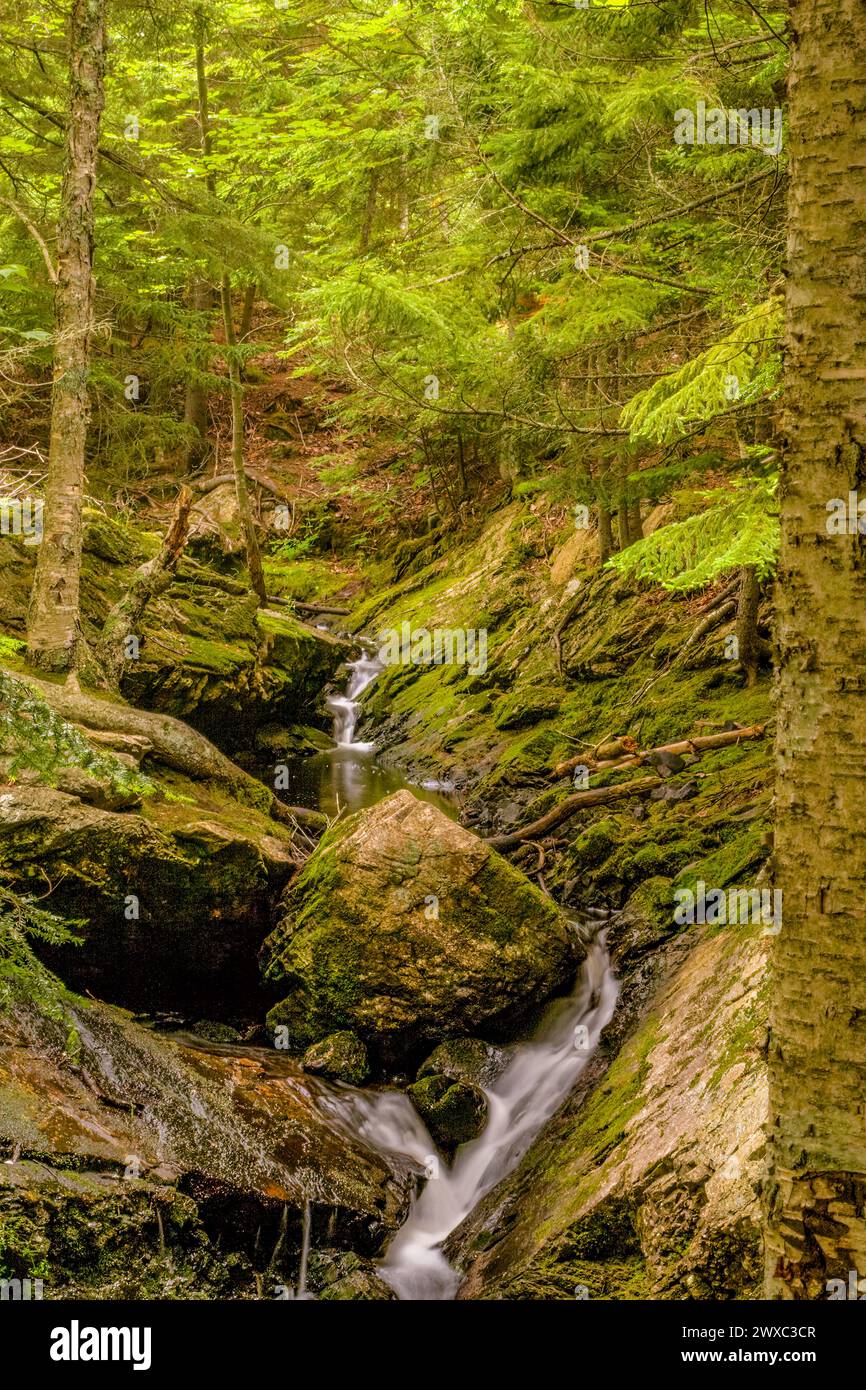 Brook new forest hi-res stock photography and images - Alamy