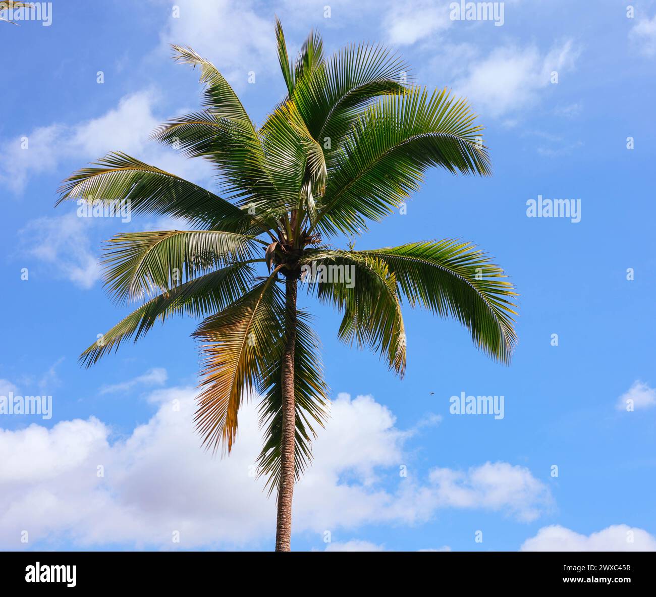 Palm trees in front of sky hi-res stock photography and images - Alamy
